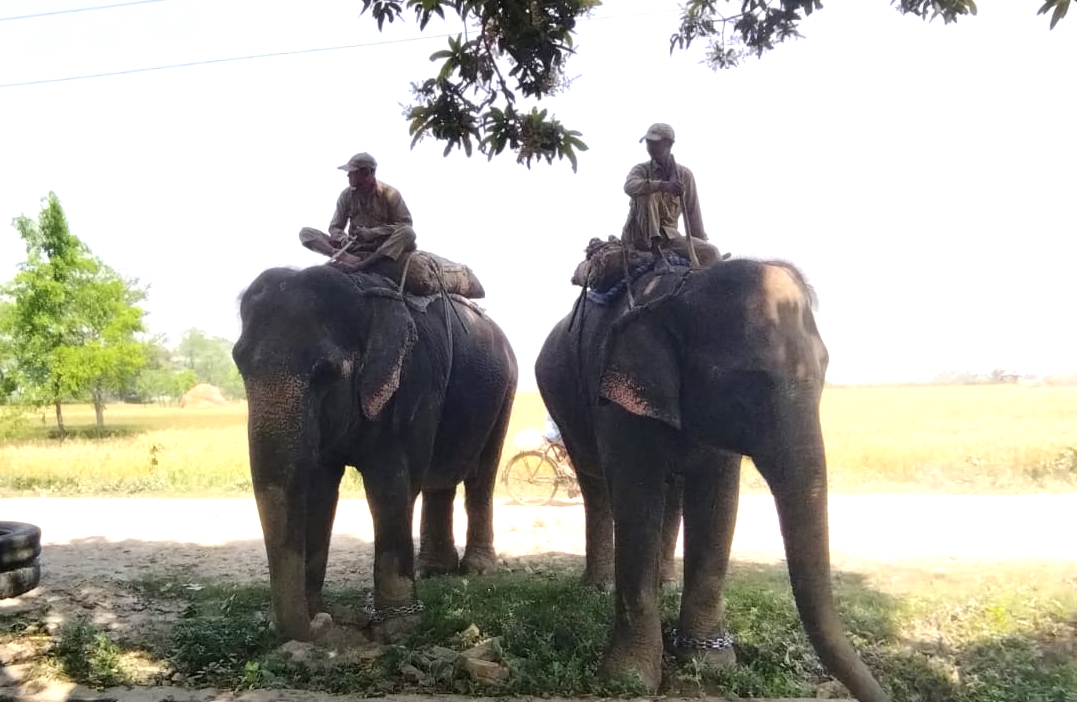 भारततर्फ लैजाँदै गरेको दुई हात्ती प्रहरी नियन्त्रणमा